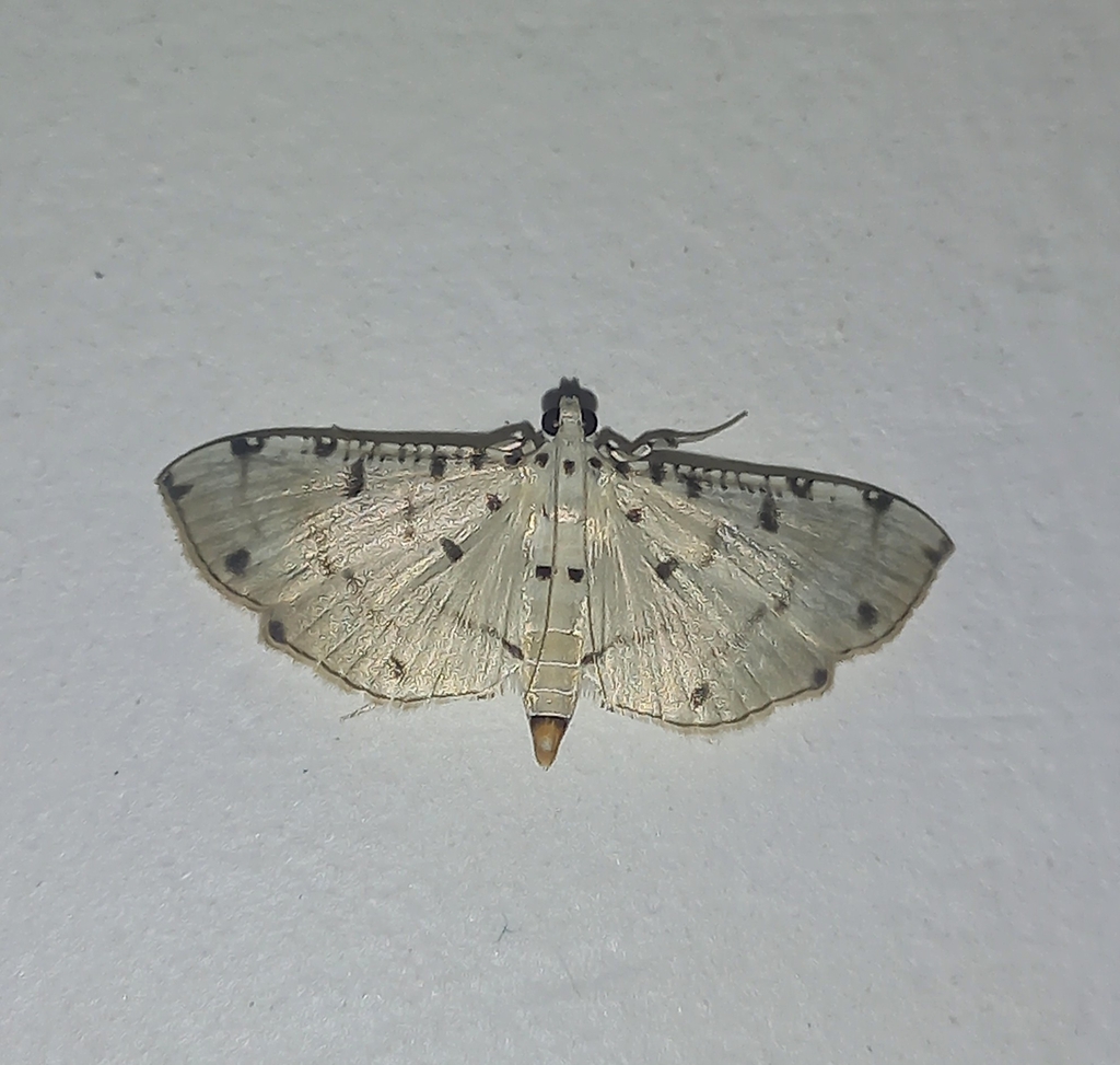 Pycnarmon cribrata from PM7X+JRX, Dhaktebag, Querim, Goa 403524, Индия ...
