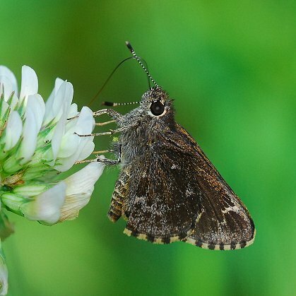 Bell's Roadside-Skipper from Oglethorpe County, GA, USA on May 7, 2008 ...