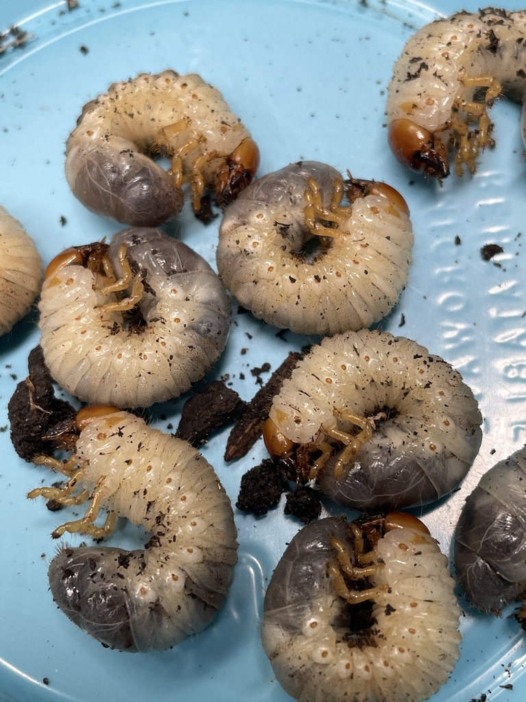 Scarabs from Mingo Way, Loudon, TN, US on December 06, 2024 at 02:45 PM ...