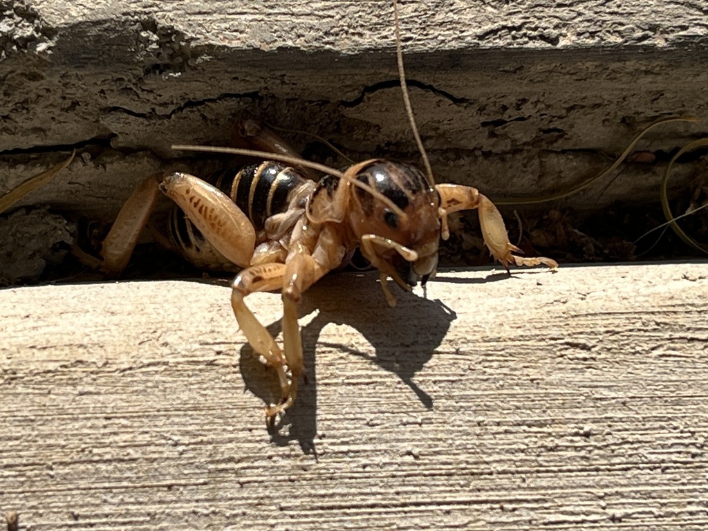 Pictured Jerusalem Cricket from Alta Mesa Rd, Wilton, CA, US on ...
