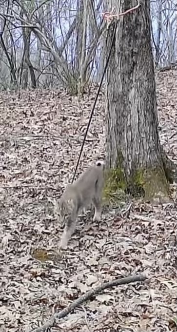 Bobcat from Glenville, WV, US on October 30, 2024 at 03:15 PM by ...