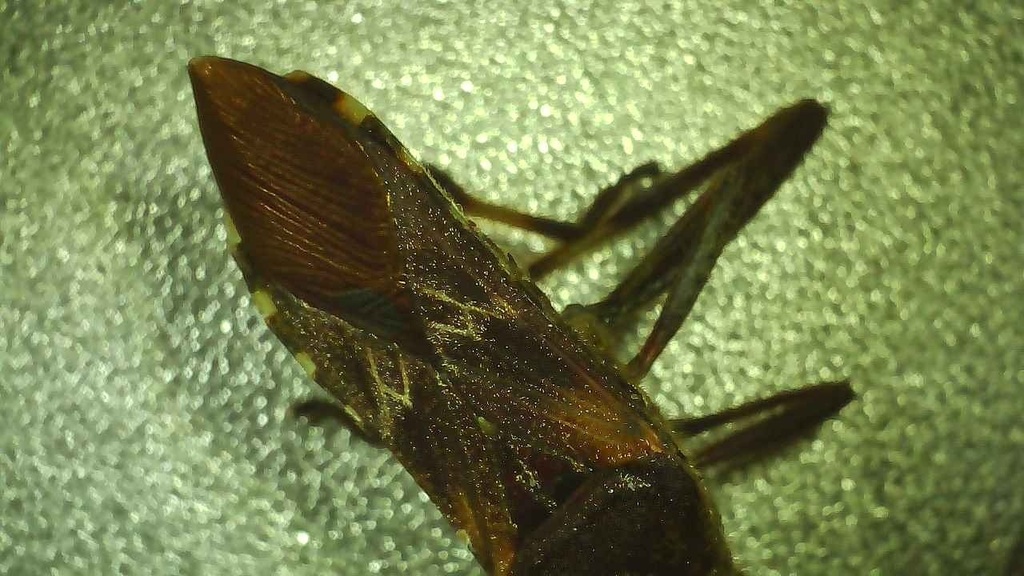 Western Conifer Seed Bug in December 2024 by cbanke. Adult. Habitat ...