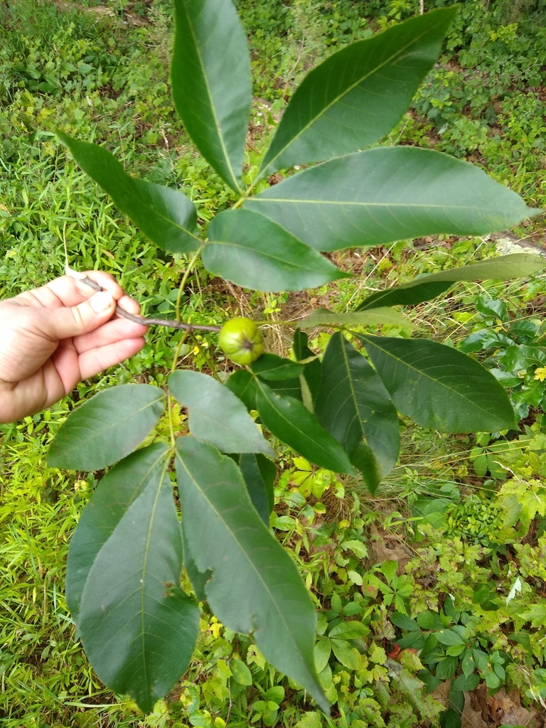 pignut hickory (Plant Guide of Great Falls Park) · BioDiversity4All