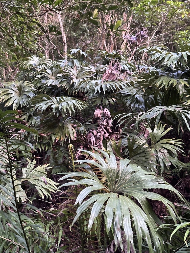 Broad-leaf Fern from 臺灣島, 內湖區, 臺北市, TW on December 1, 2024 at 05:01 PM ...