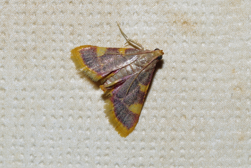 Clover Hayworm Moth from 45290 Nogent-sur-Vernisson, France on July 20 ...