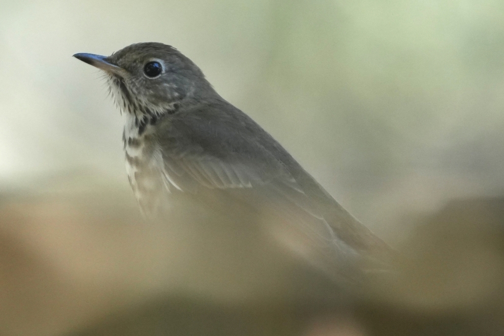 Gray-cheeked Thrush from Houston, TX 77059, USA on December 6, 2024 at ...