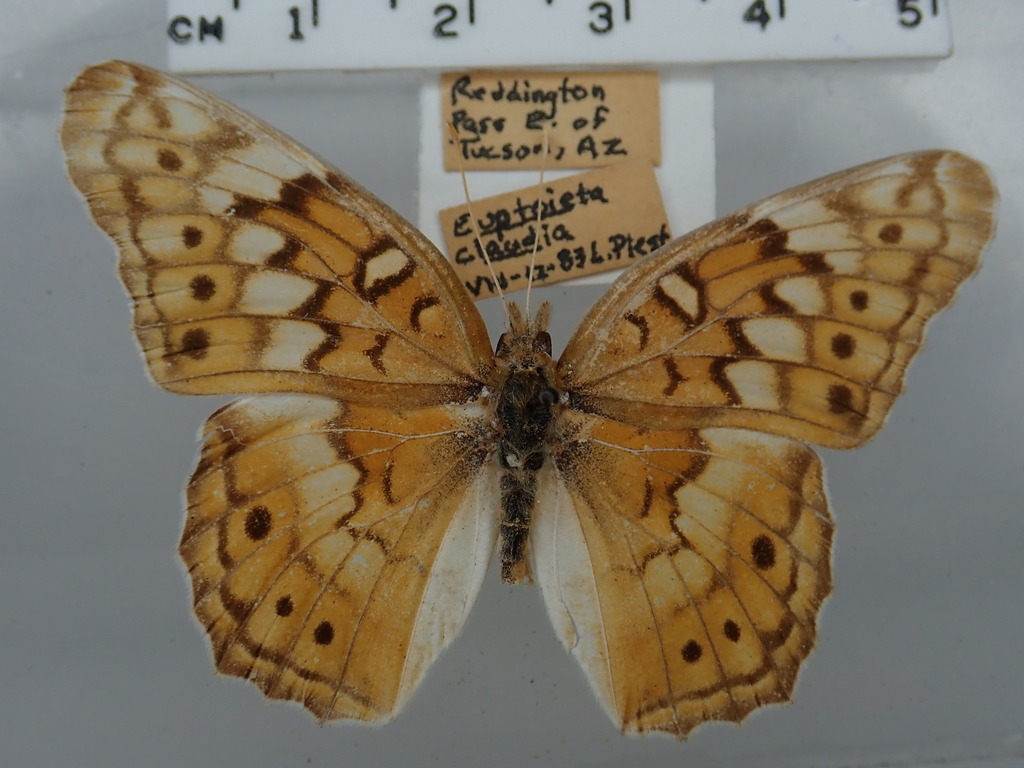 Variegated Fritillary from Redington Pass, Arizona 85602, USA on August ...