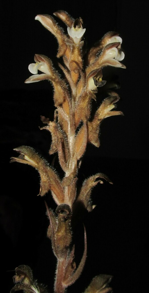 Pelexia novofriburgensis from Matinhos - PR, Brasil on November 26 ...