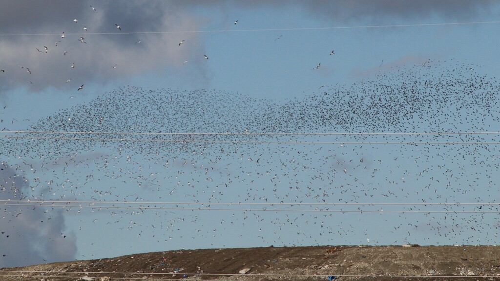 European Starling from Salt Lake City, UT, USA on November 27, 2024 at ...