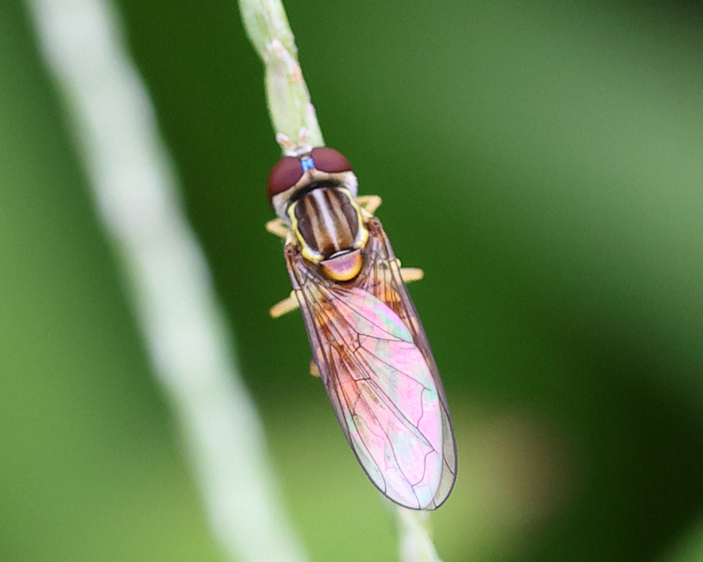 Calligrapher Flies from Rancho Naturalista, Cartago Province, Tayutic ...