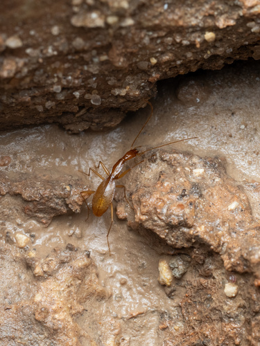 Complex Rhadine subterranea · iNaturalist