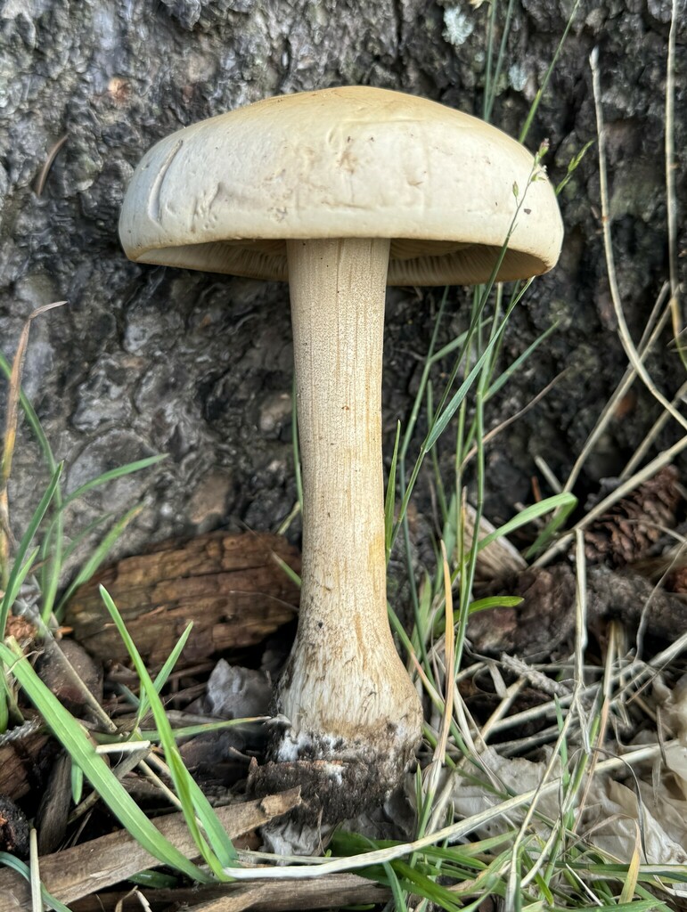 Agrocybe flexuosipes from Graham County, AZ, USA on August 20, 2024 at ...