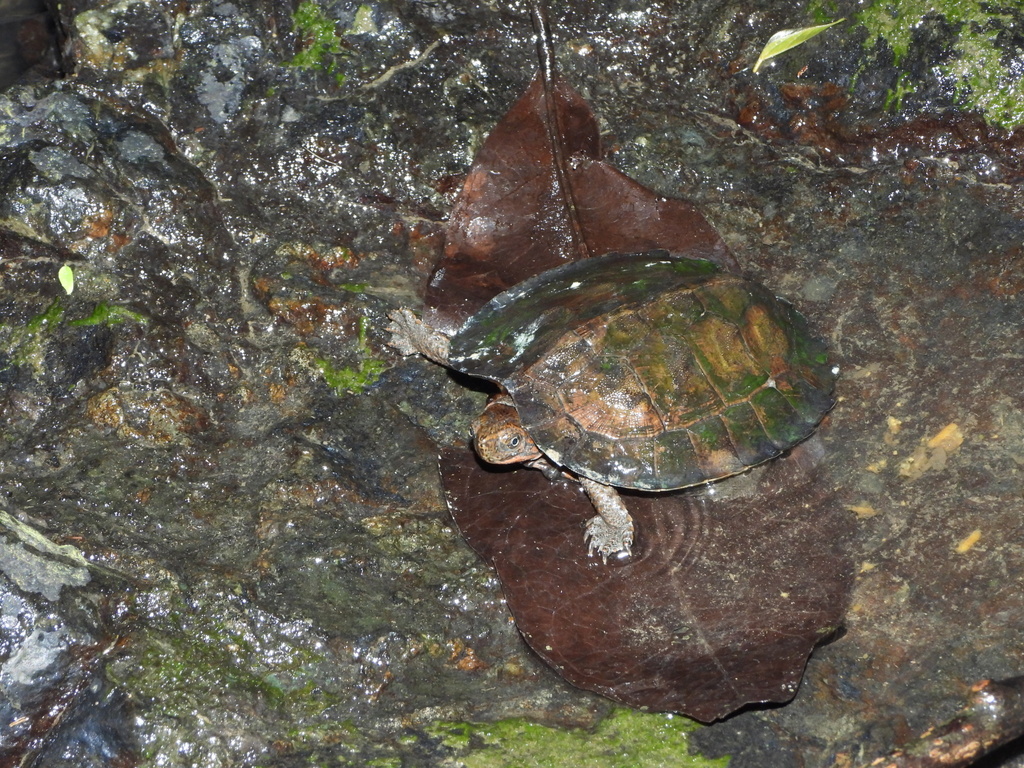 Asian Leaf Turtle in November 2024 by harisakti · iNaturalist