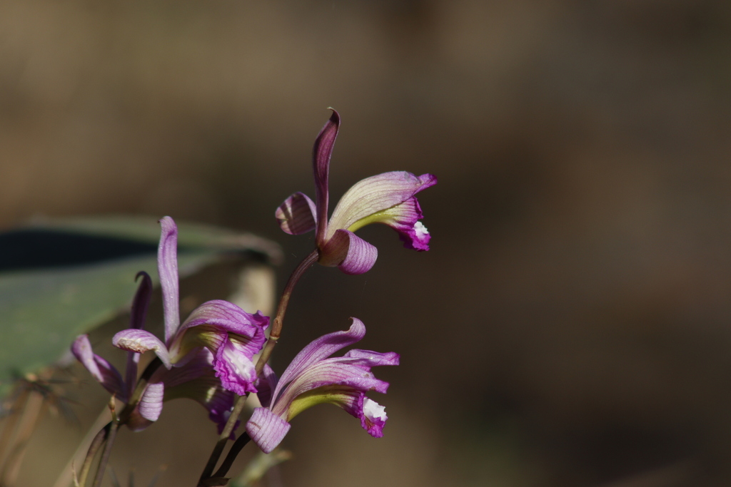 Bletia neglecta from San Andrés Totoltepec, Ciudad de México, CDMX ...