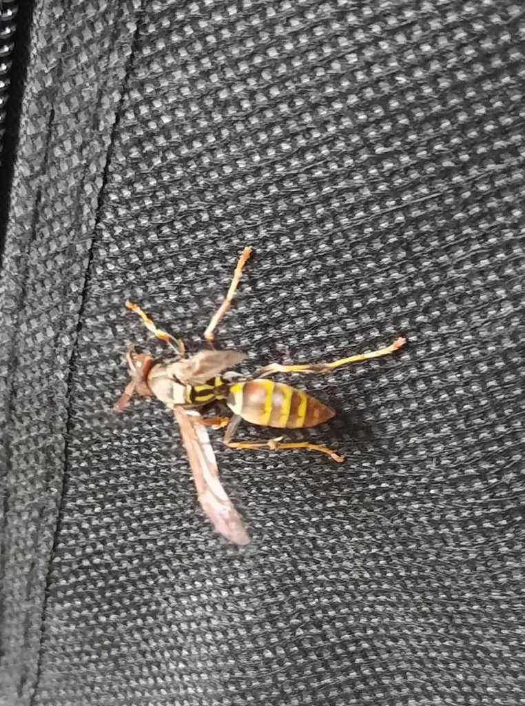 Hunter's Little Paper Wasp from 61012 Mich., México on September 02 ...