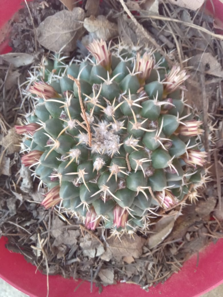 Mexican pincushion cactus from 61012 Mich., México on December 6, 2024 ...