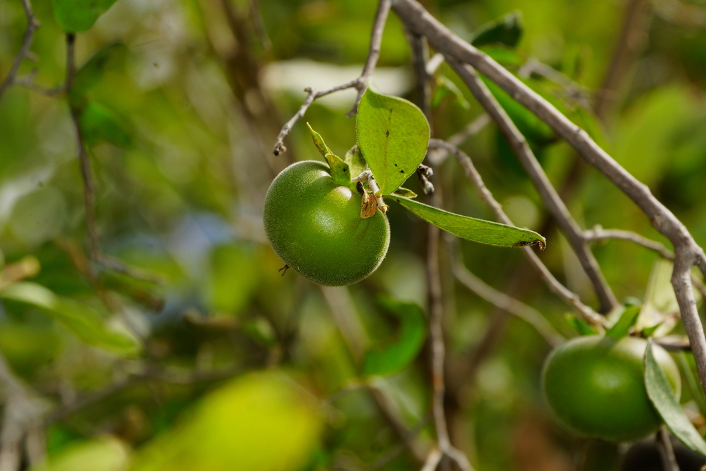 Chapote negro desde Municipio de Zaragoza, Coah., México el 04 de ...