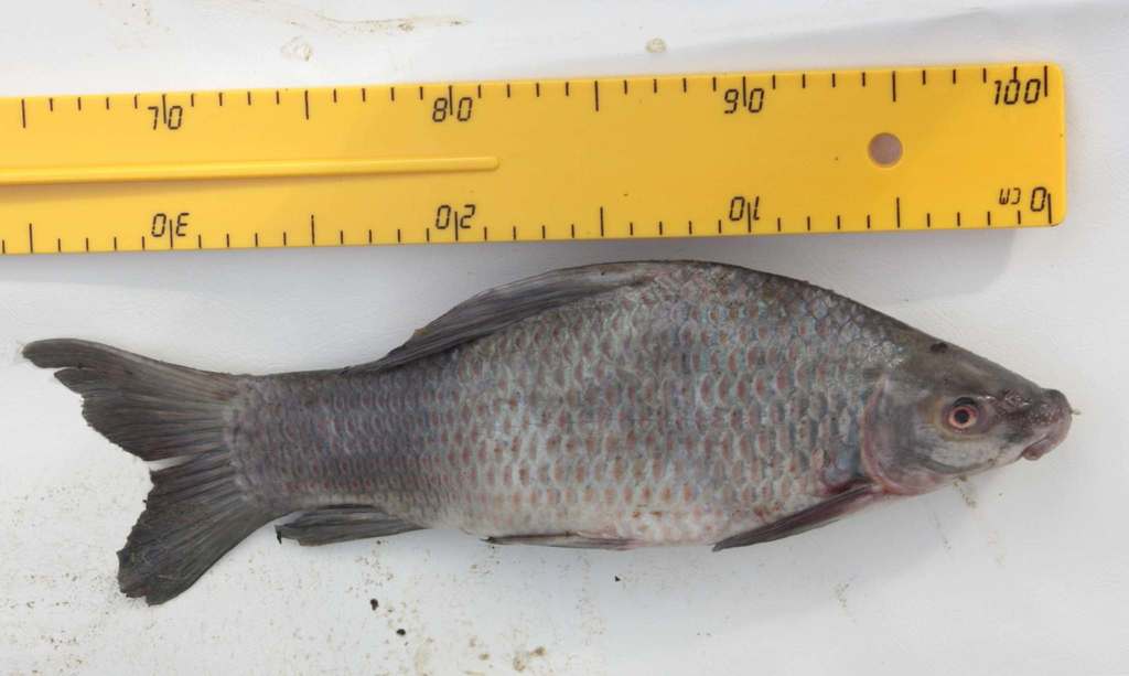 African carp (Labeo senegalensis) - Marine Life Identification