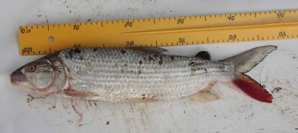 African Tigerfishes (Hydrocynus) - Marine Life Identification