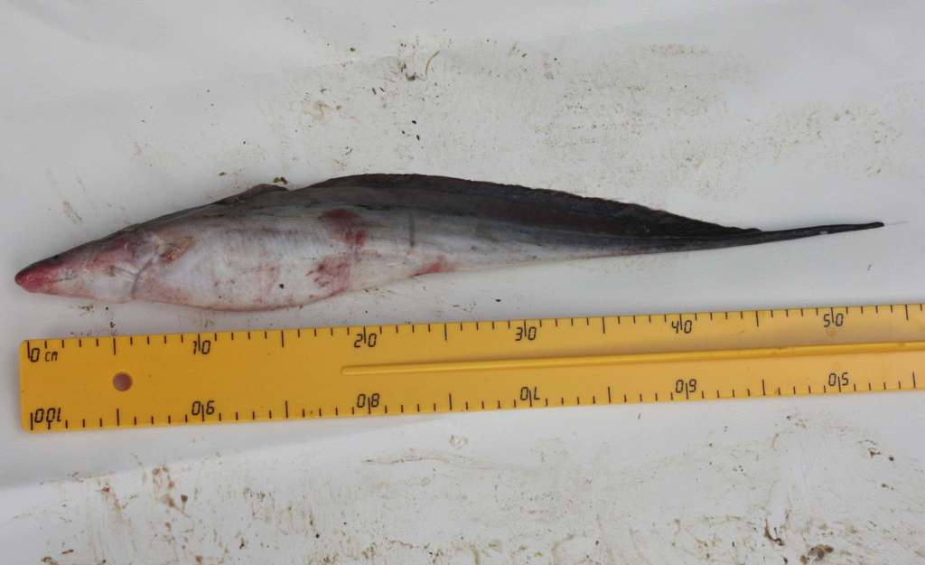 (Gymnarchus) - Marine Life Identification