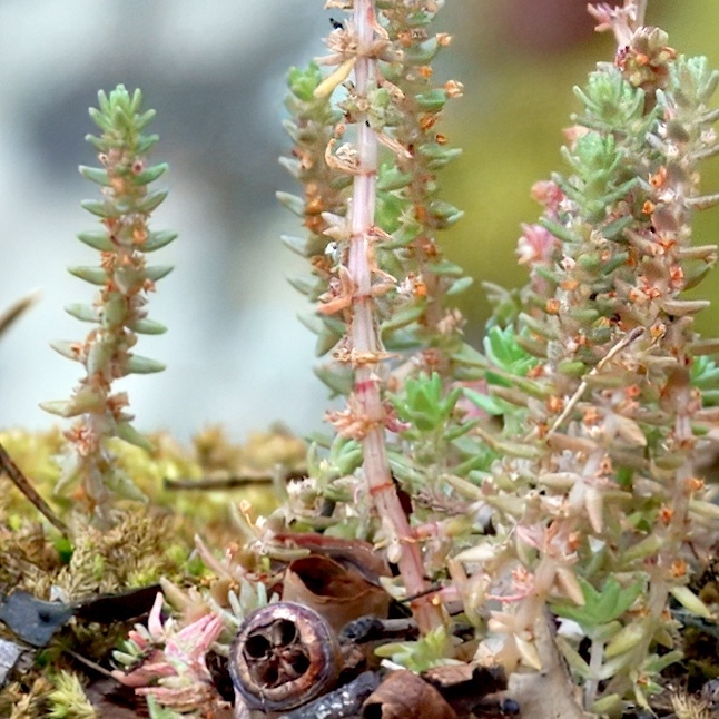 Australian Stonecrop from F9FJ+QX, Killcare Heights NSW 2251, Australia ...