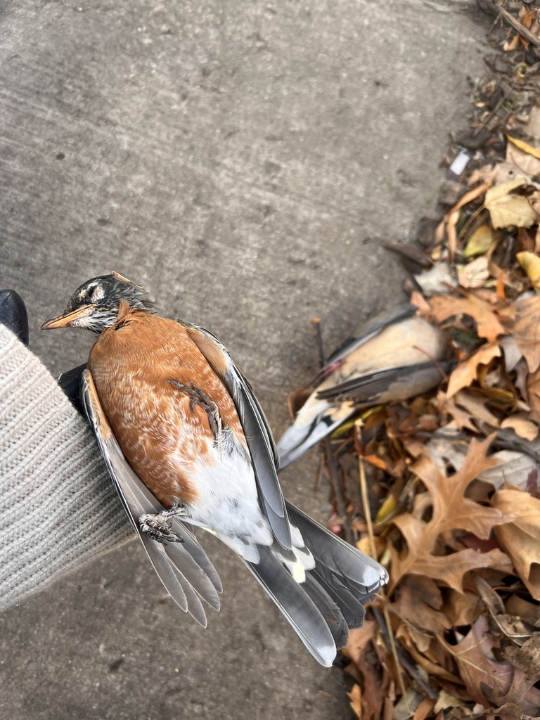 American Robin from McCarren Park, New York, NY, US on December 6, 2024 ...