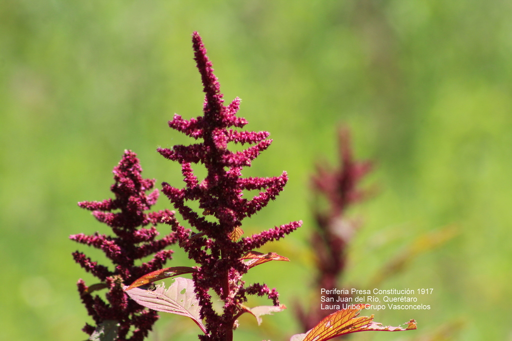 Red amaranth (Wildlife and Wildflowers of Texas - Plants Pt.2 ...