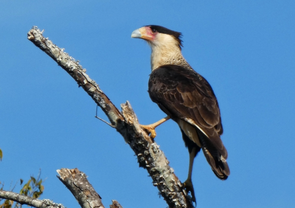 Crested Caracara from Bell City, LA 70630, USA on December 6, 2024 at ...