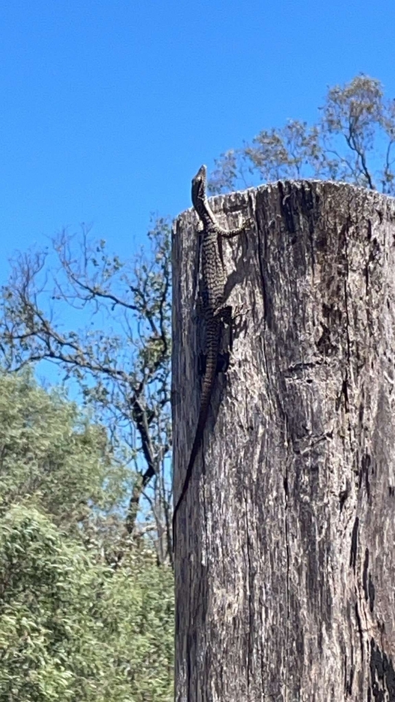 Black-headed Monitor from Iveragh QLD 4680, Australia on December 07 ...