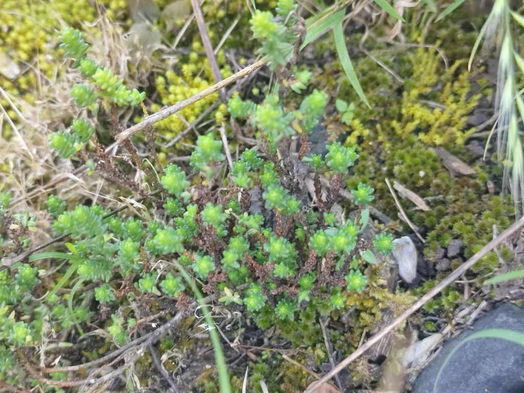 Red stonecrop from San Andrés Totoltepec, Ciudad de México, CDMX ...