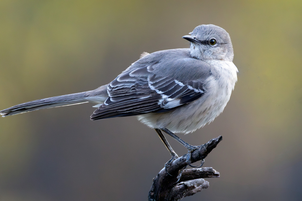 Northern Mockingbird from Northeast Carrollton, Carrollton, TX, USA on ...