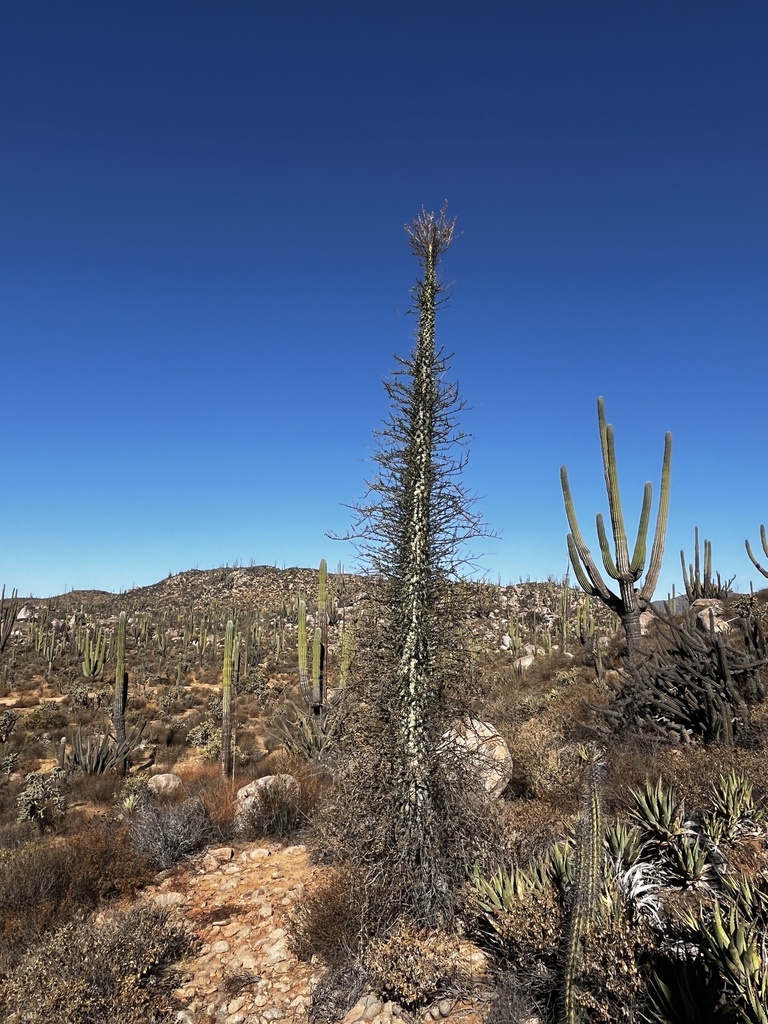 Boojum tree from Ensenada, B.C., MX on December 6, 2024 at 11:17 AM by ...