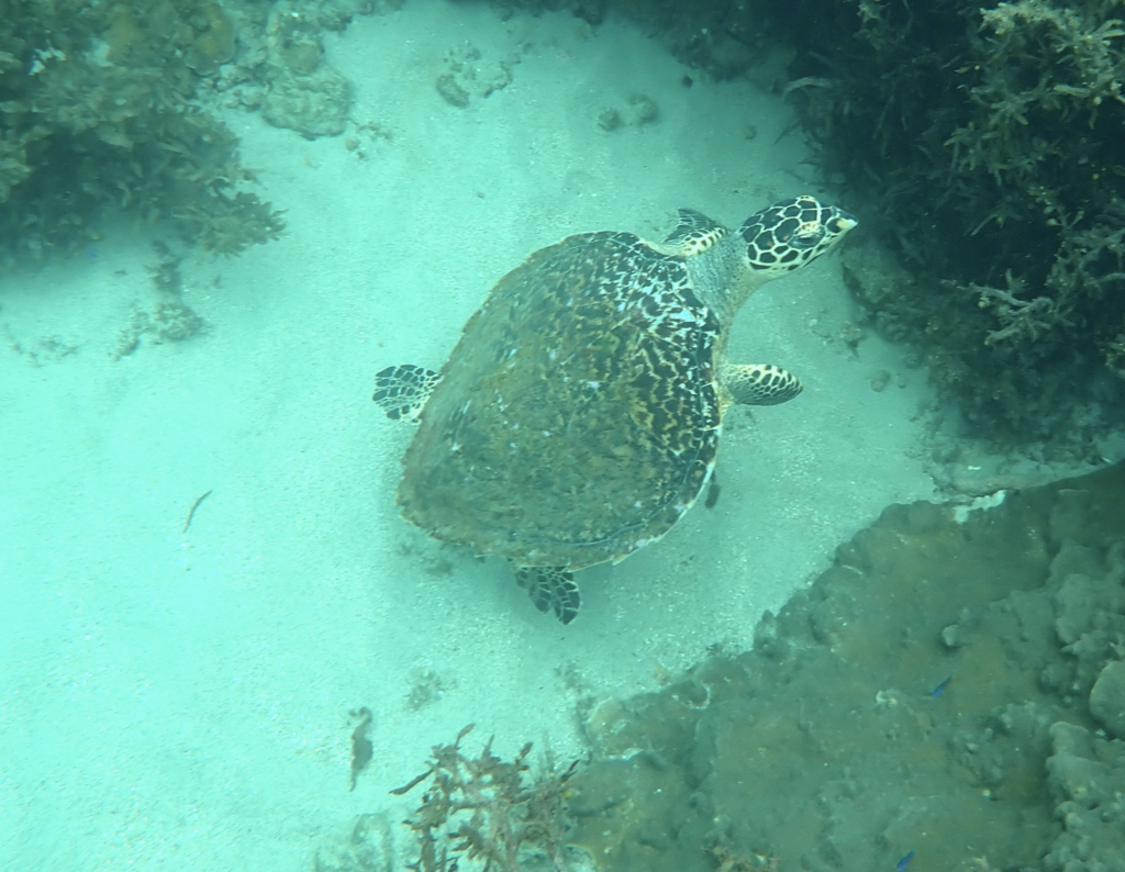 Hawksbill Sea Turtle from Bedarra Island, Dunk QLD, Australia on ...