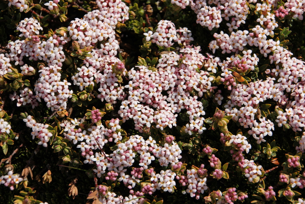 alpine rice-flower from Falls Creek VIC 3699, Australia on November 16 ...