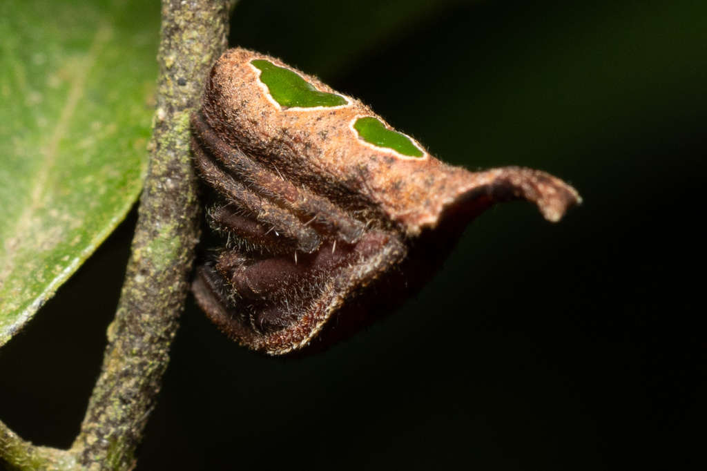 Poltys Tailed Orb-Web Spider from Umlalazi Nature Reserve, Eshowe ...