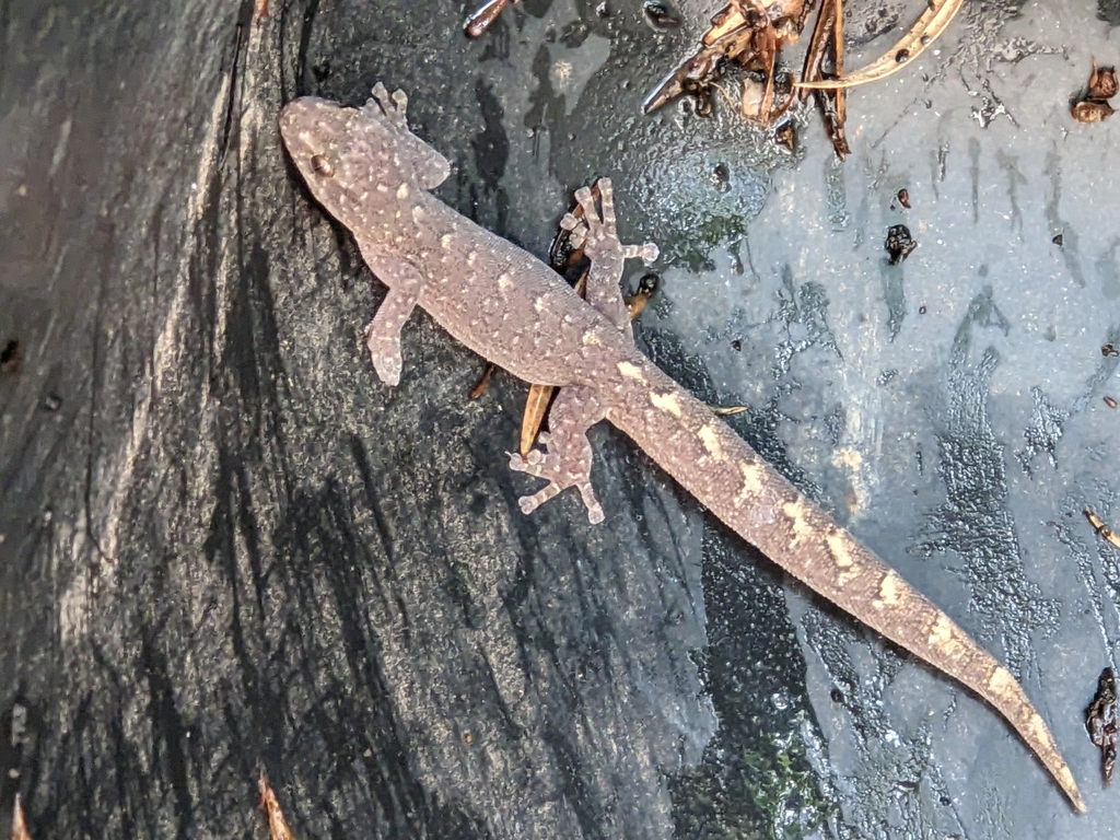 Southern Marbled Gecko from Briar Hill VIC 3088, Australia on December ...