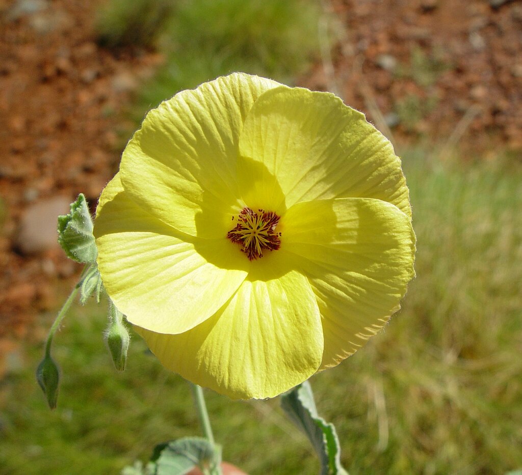 Indian mallows from Snake Creek, Roebourne to Wittenoom Road on August ...