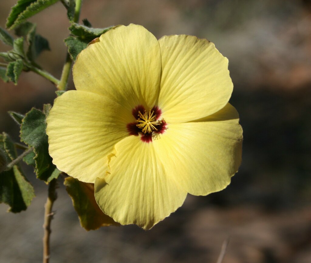 Abutilon lepidum from Bea Bea Rest Area Auski Roadhouse on August 3 ...
