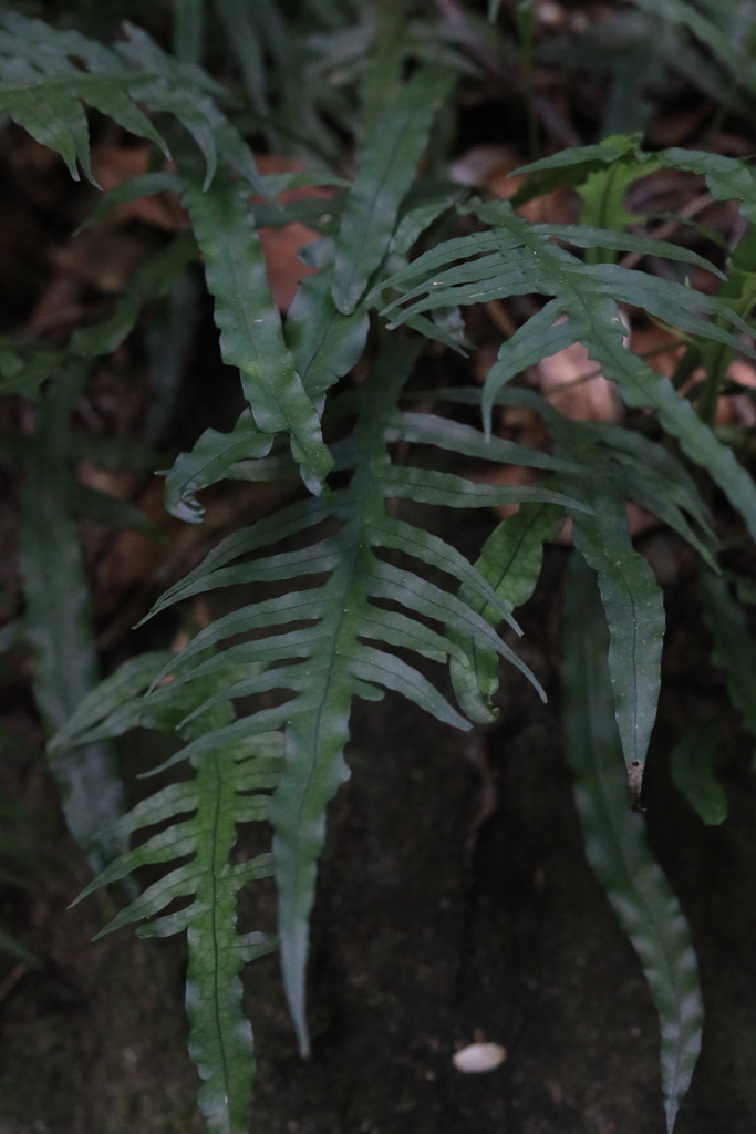Fragrant Fern from Somersby NSW 2250, Australia on November 9, 2024 at ...