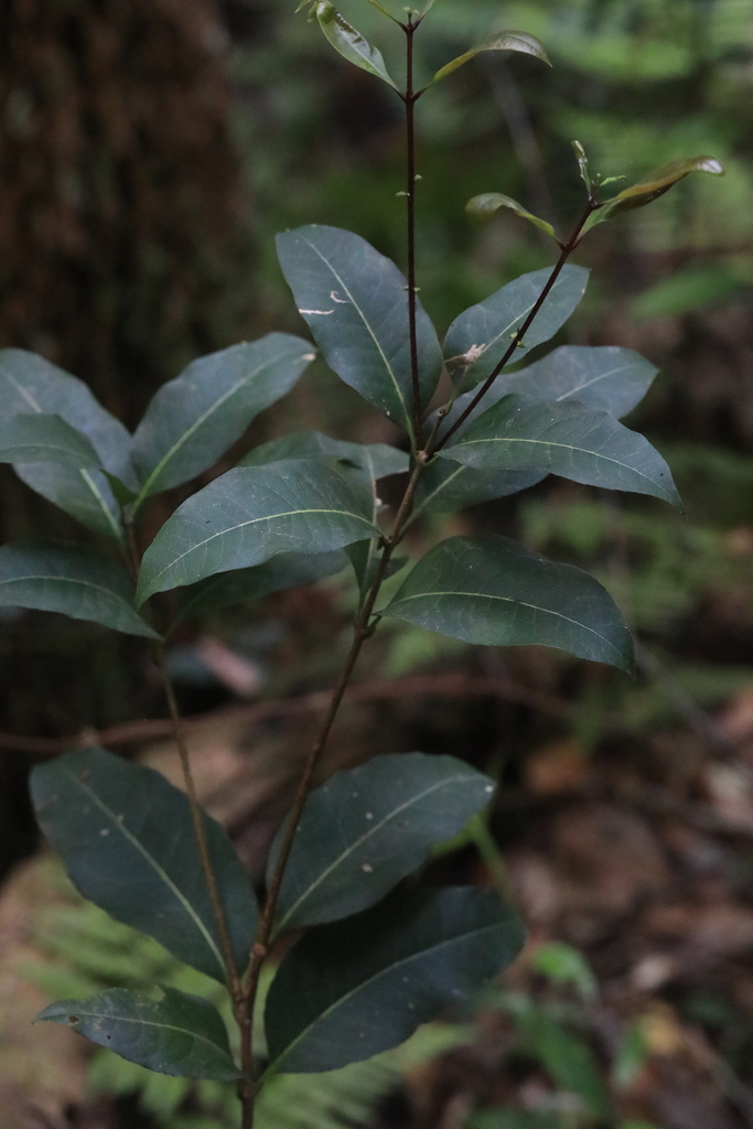 Notelaea from Somersby NSW 2250, Australia on November 09, 2024 at 08: ...