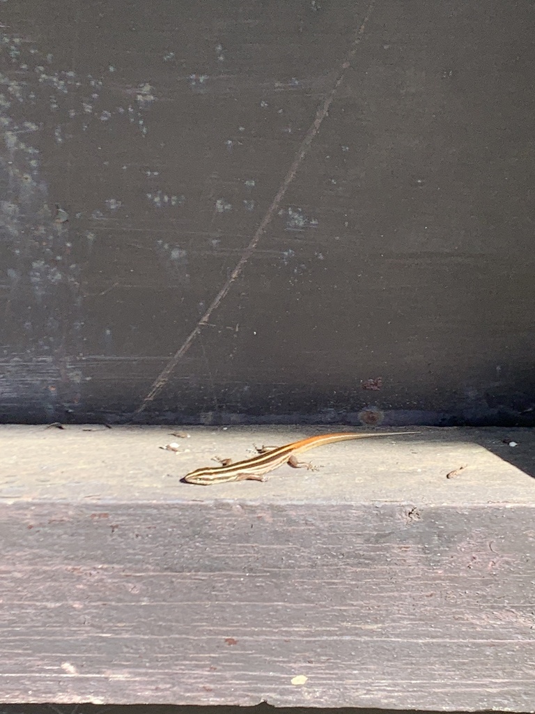 Lipinia from Phu Kradueng, Phu Kradueng, Loei, TH on December 7, 2024 ...