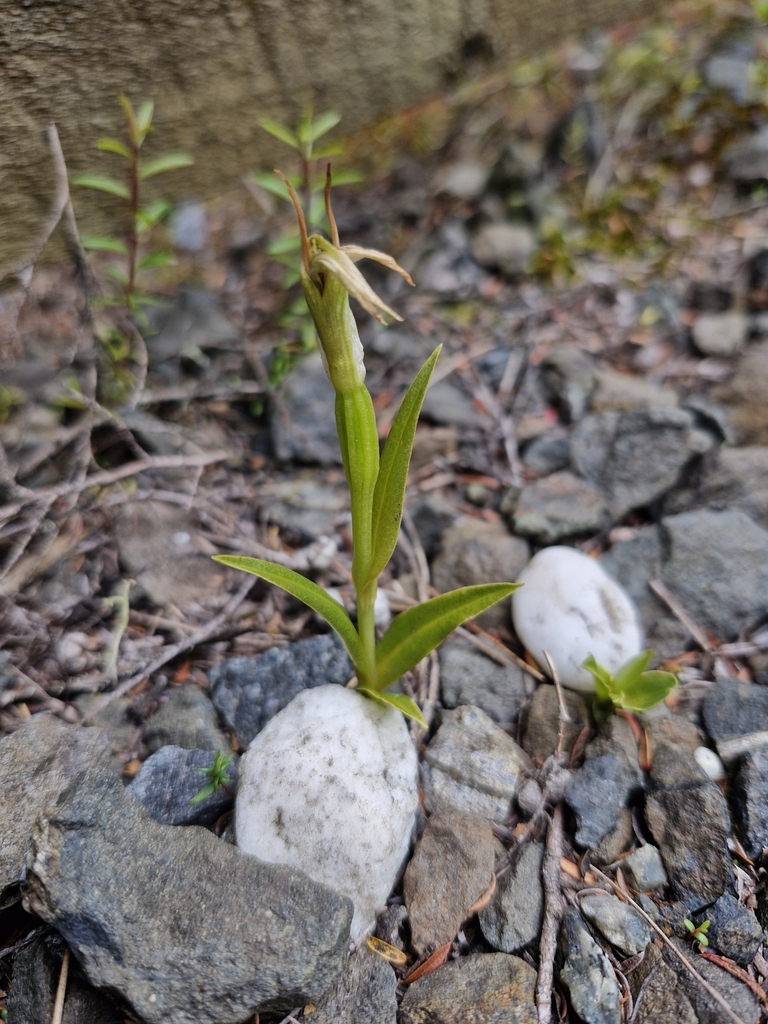 Greenhoods from Kapuka South 9875, New Zealand on December 7, 2024 at ...