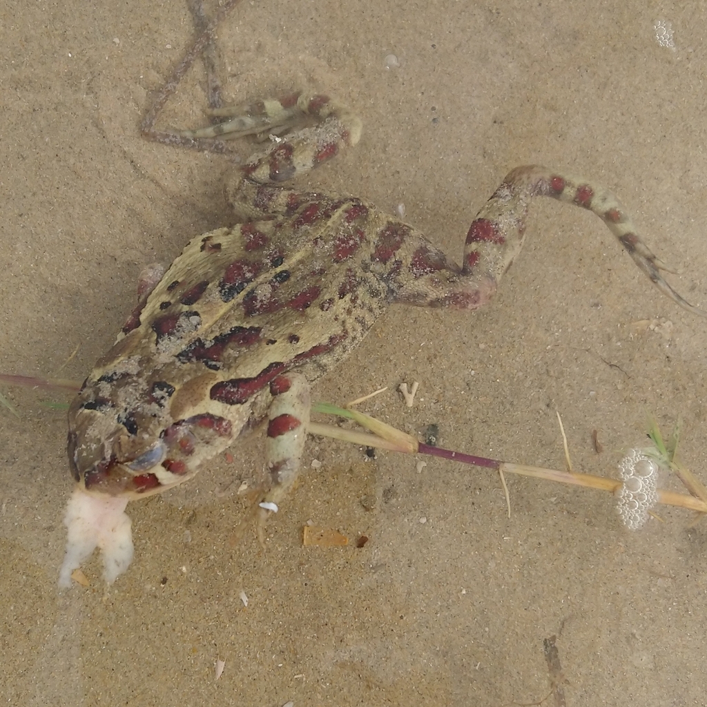 Eastern Leopard Toad from Ndlambe Local Municipality, South Africa on ...