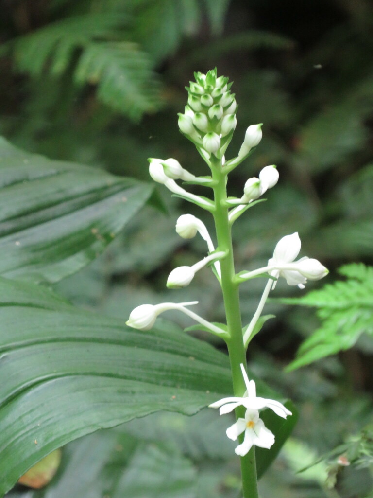 Christmas Orchid in December 2024 by Alex Kenins · iNaturalist
