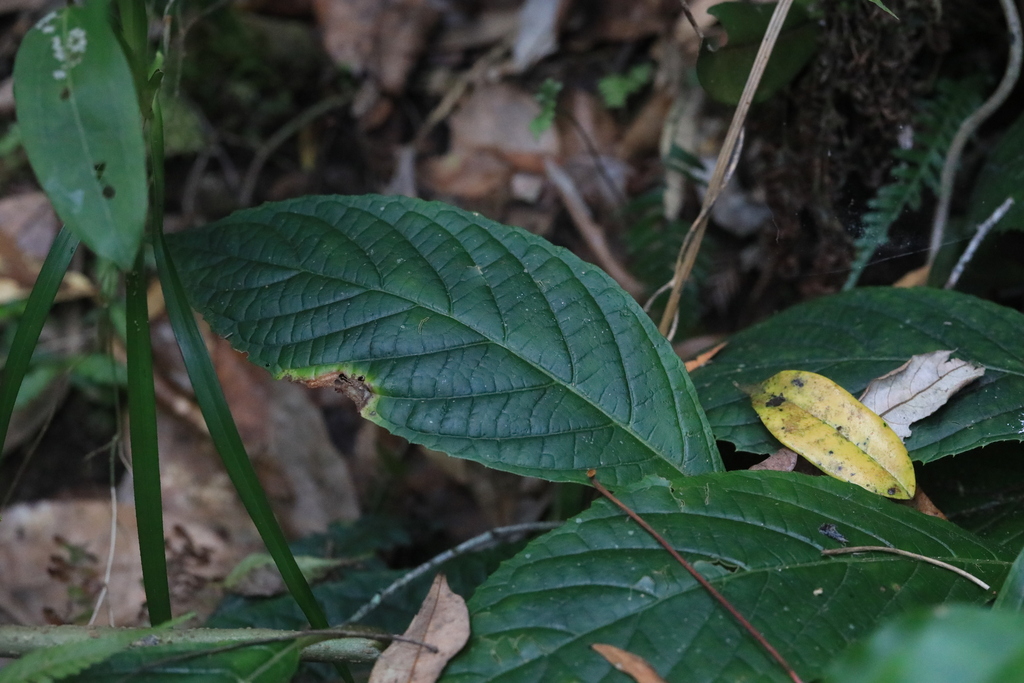 Native Hydrangea from Somersby NSW 2250, Australia on November 9, 2024 ...