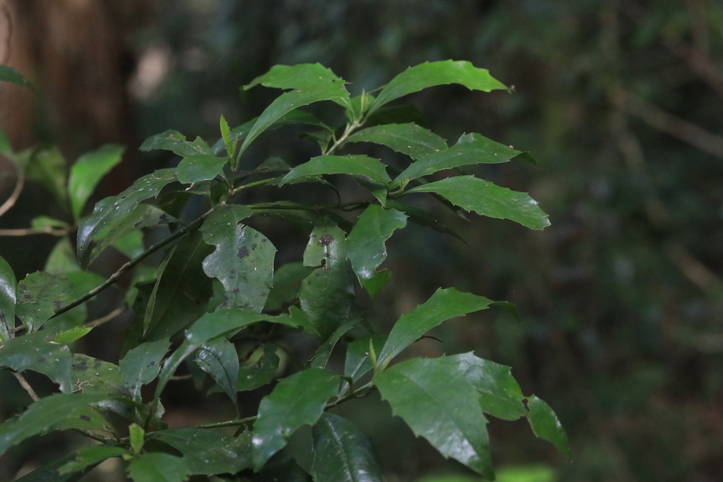 Featherwood from Gosford - West, AU-NS, AU on November 9, 2024 at 08:49 ...