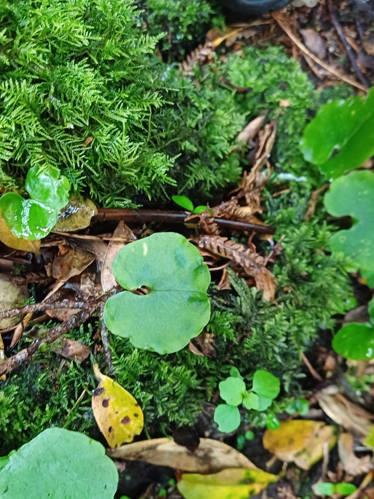 Corybas trilobus aggregate from Chatham Islands Territory 8016, New ...