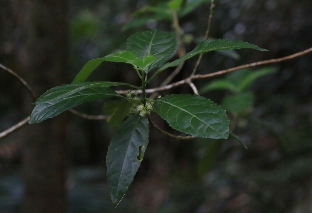 Claoxylon australe from Gosford - West, AU-NS, AU on November 9, 2024 ...