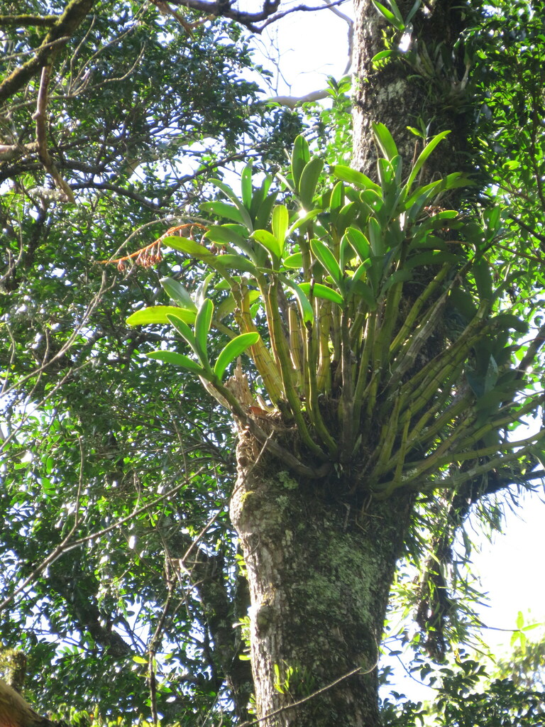 rock orchid in December 2024 by Alex Kenins · iNaturalist
