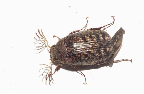Southern Forest Chafers (Genus Pleophylla) · iNaturalist